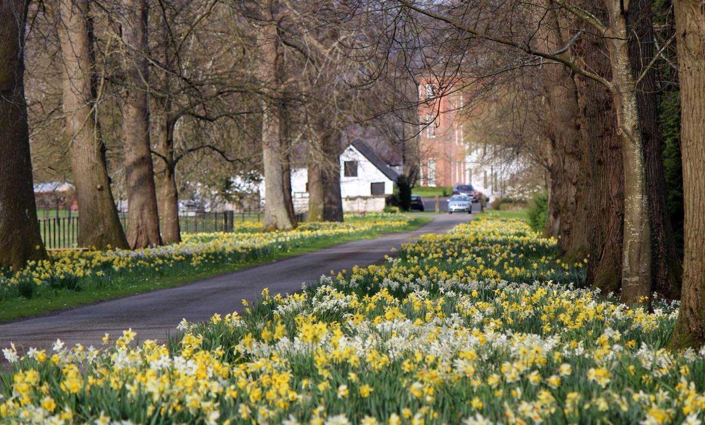 Daffodils in Monmouthshire - Visit Monmouthshire